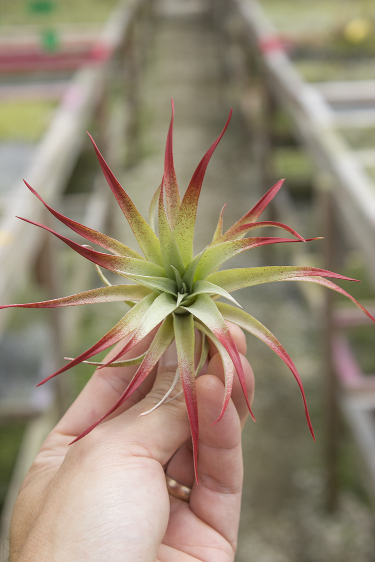 Capitata Red (3-4") (Enhanced)