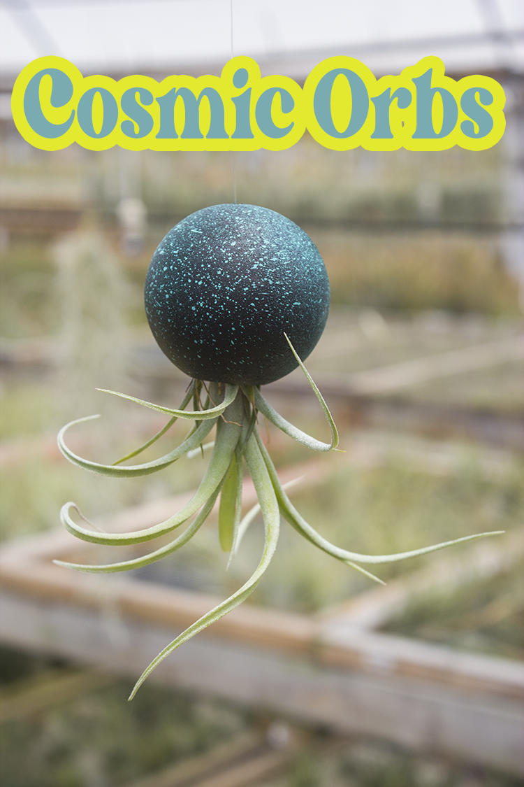 Cosmic Hanging Orbs (Plant Included) – Plantaflor Retail