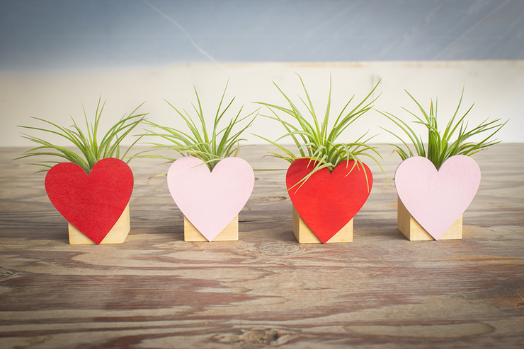 Plantaflor Shop – Plantaflor Retail