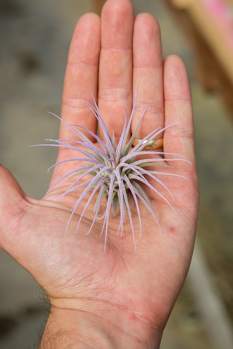 Plantaflor Shop – Plantaflor Retail