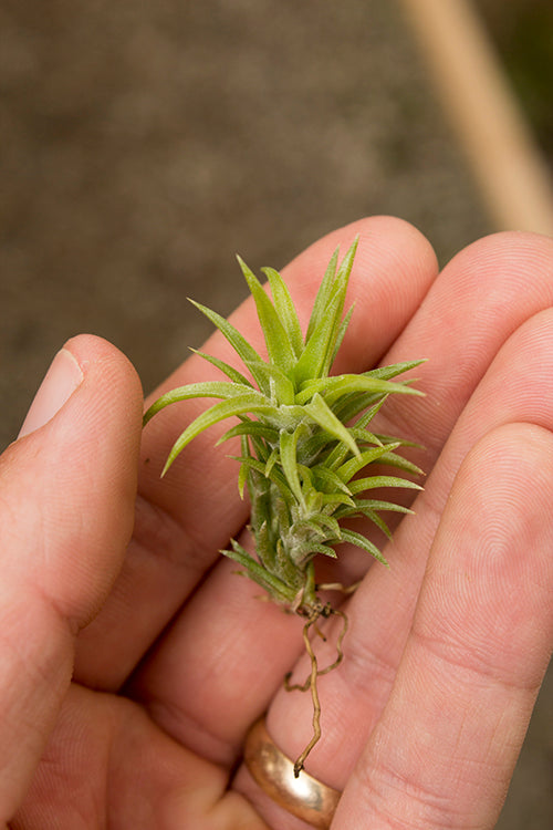 Neglecta (1-2") MINI – Plantaflor Retail