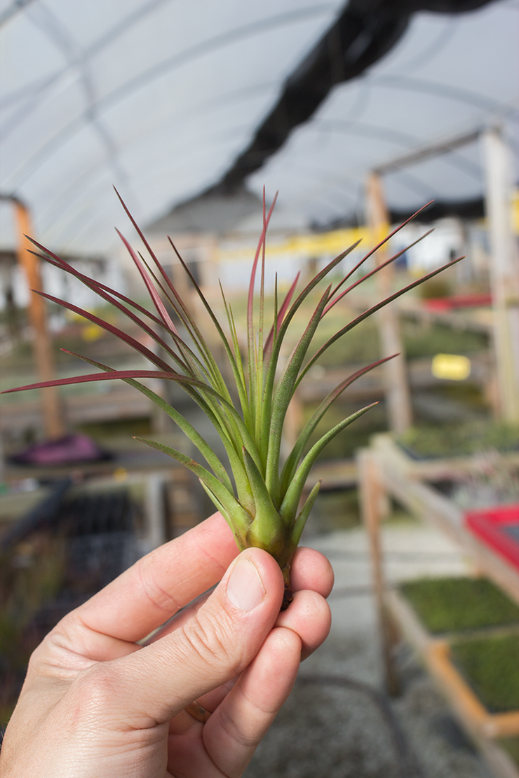 Plantaflor Shop – Plantaflor Retail