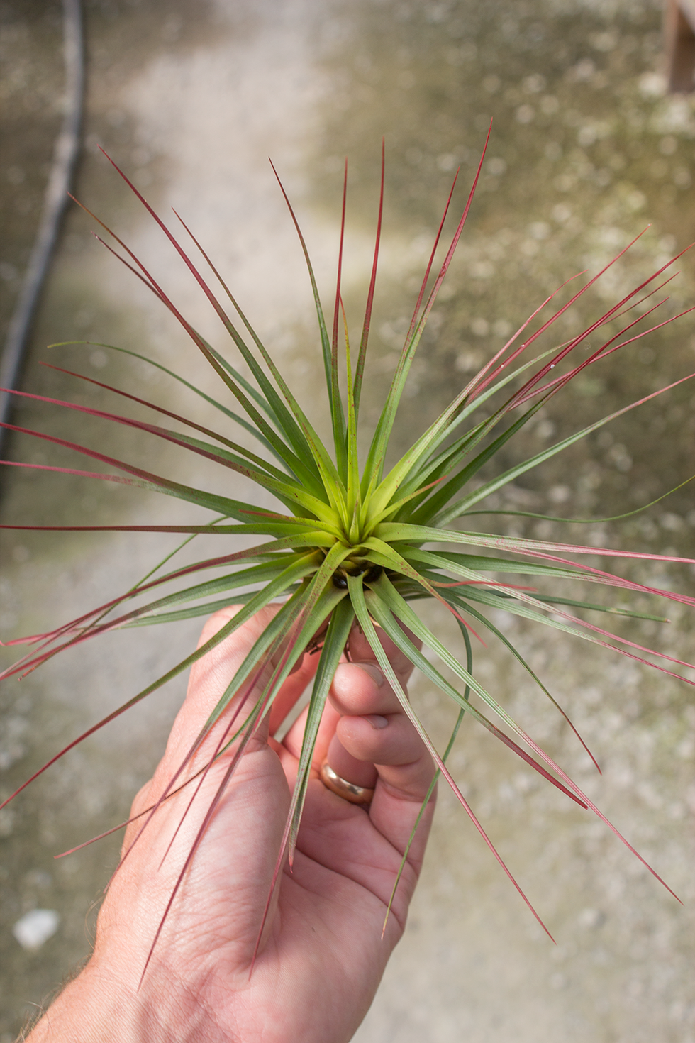 Plantaflor Shop – Plantaflor Retail